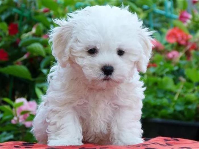 CUCCIOLI DI BOLOGNESE