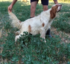 Setter Inglese fortissima sulle beccacce e altra selvaggina naturale 