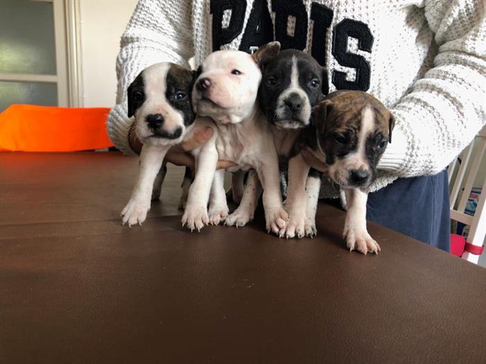 CUCCIOLI DI AMSTAFF