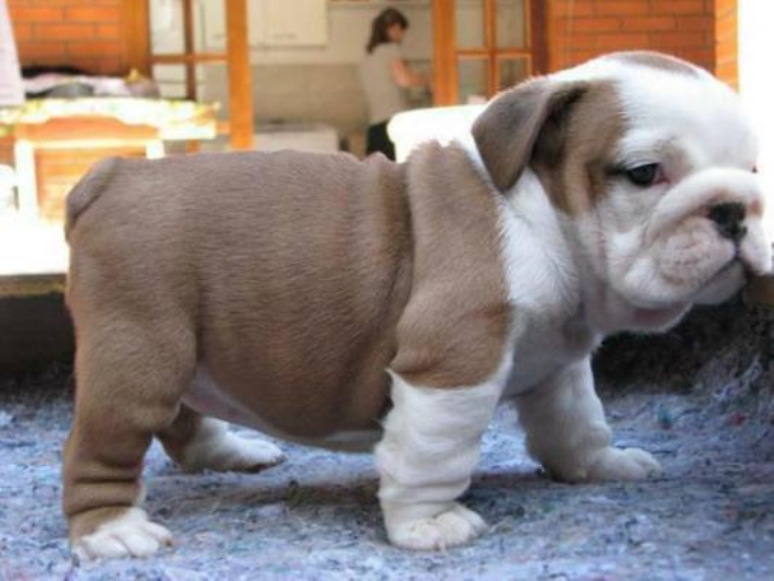 CUCCIOLO DI BULLDOG INGLESE