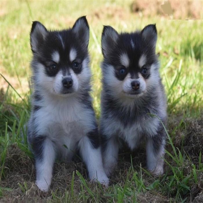 CUCCIOLI POMSKY