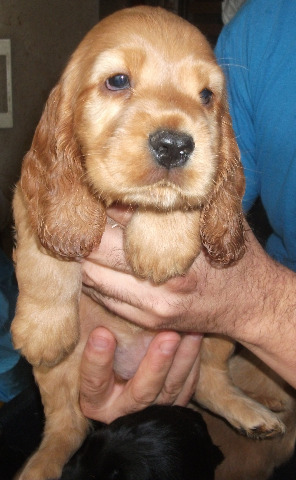 COCKER SPANIEL INGLESE