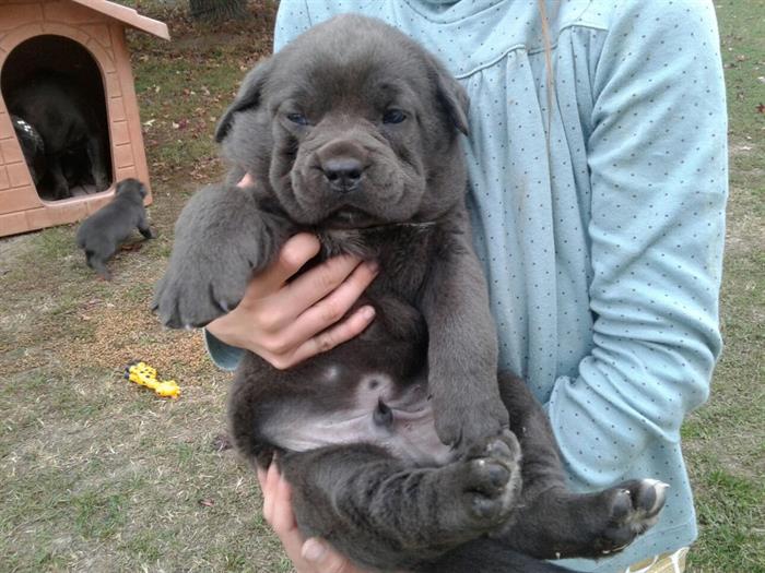 CUCCIOLI DI CANE CORSO GRIGI