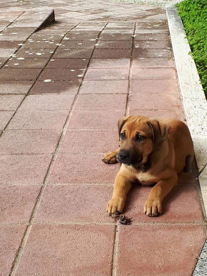 CAGNOLINE DA ADOTTARE