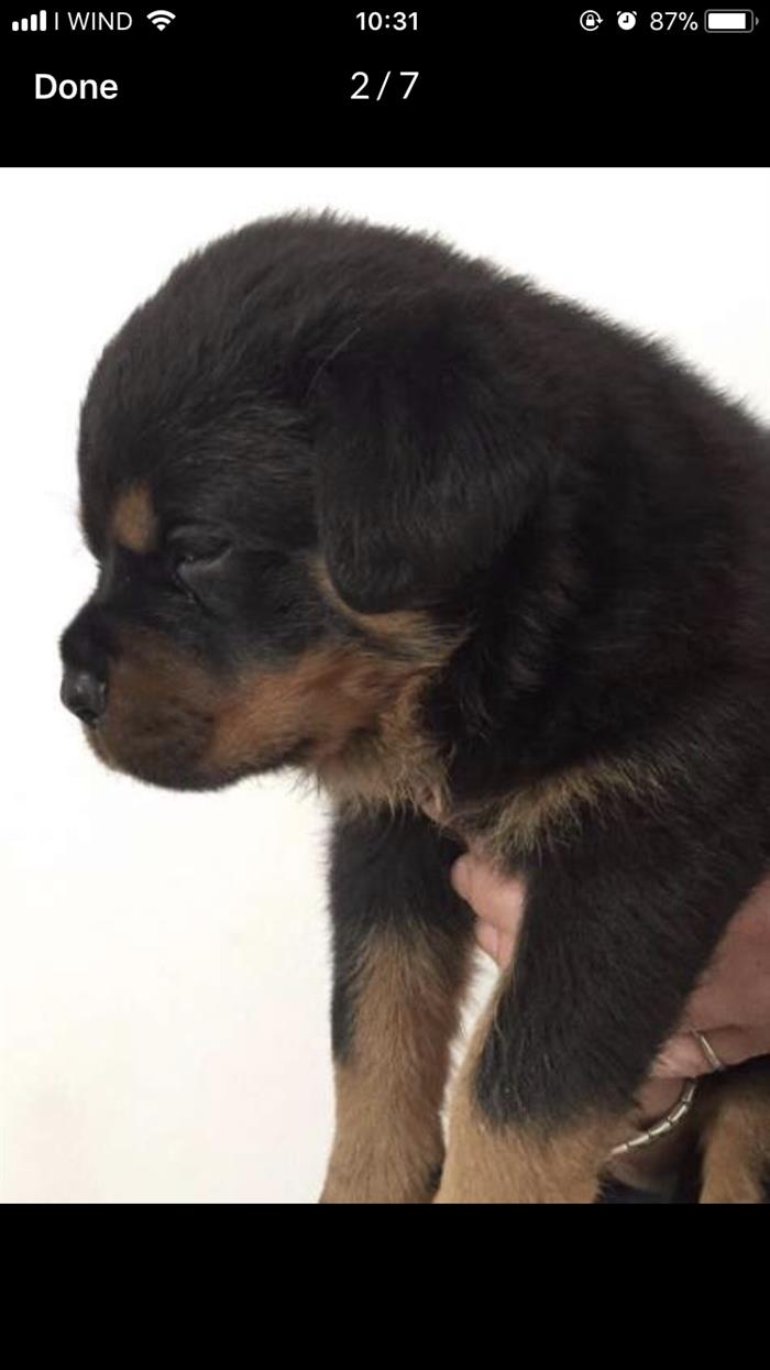 ROTTWEILER