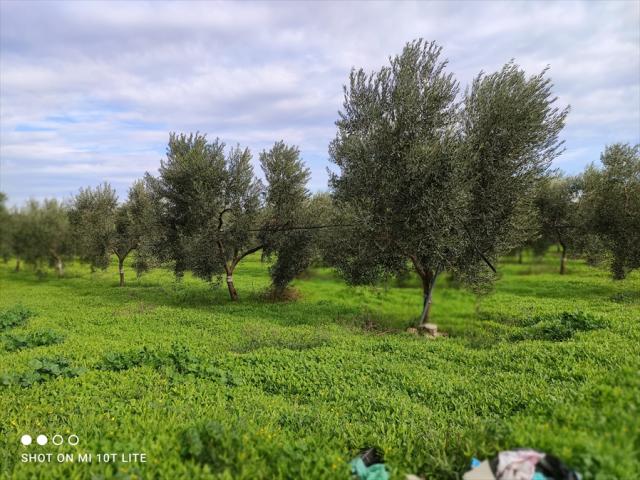 Terreno agricolo in vendita a cerignola canneto