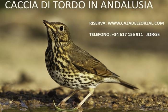 CACCIA AL TORDO IN ANDALUSIA