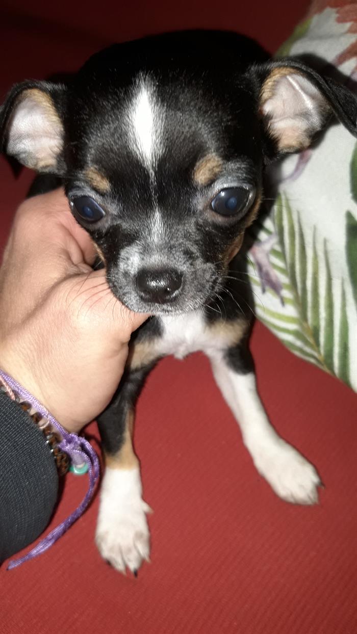 ULTIMO CHIHUAHUA MASCHIO