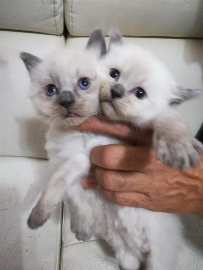 GATTINI THAI BLUE POINTSIAMESE TRADITIONAL