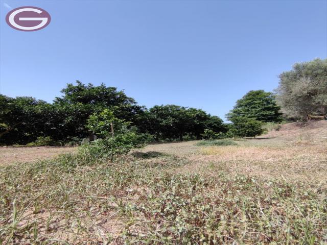 Terreno agricolo in vendita a san giorgio morgeto periferia