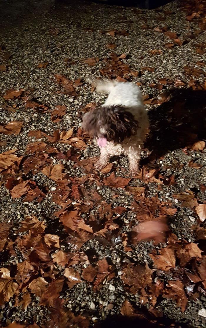 LAGOTTO FEMMINA DA TARTUFO