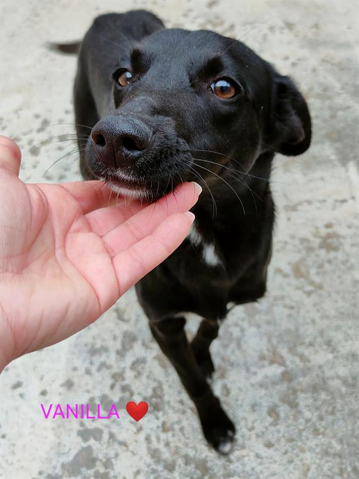 VANILLA TAGLIA MEDIO PICCOLA IN ADOZIONE