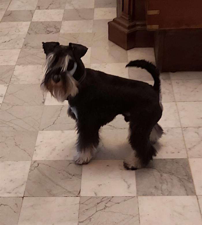 BELLISSIMO SCHNAUZER NANO