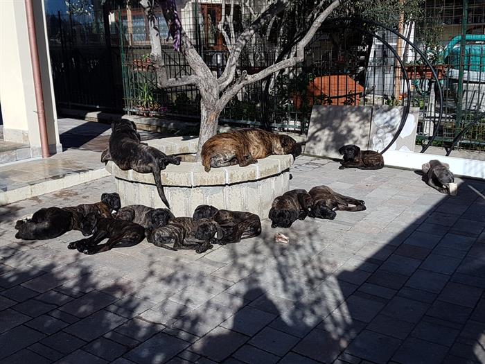 CUCCIOLI CANE CORSO