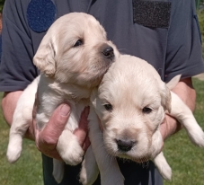 Cuccioli di Golden Retriever 