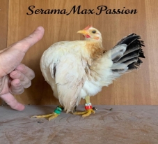 Serama Max Passion Malesi malay Malaysian