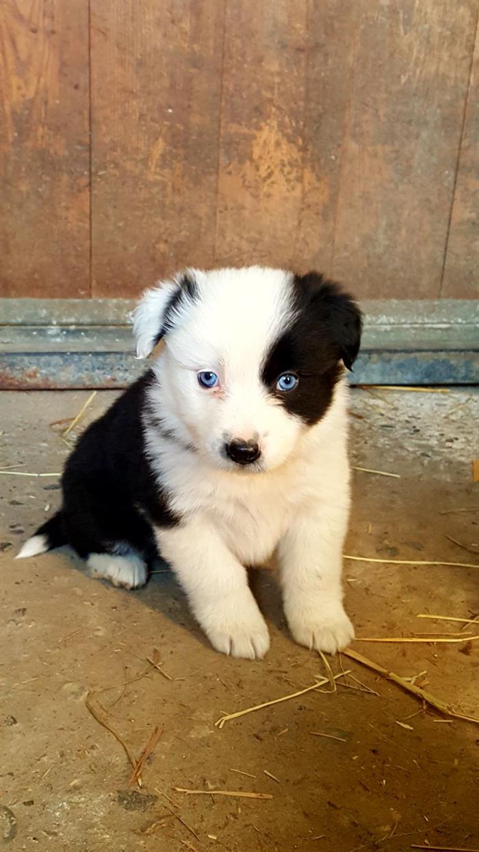 BORDER COLLIE