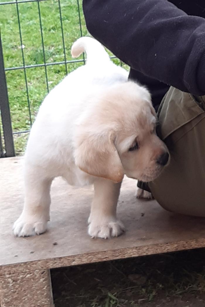 LABRADOR RETRIEVER