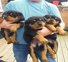 Fantastici cuccioli di Rottweiler +44 7482162214