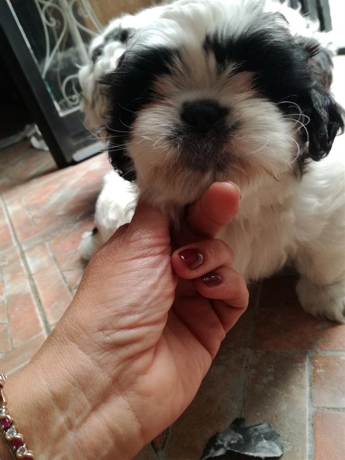 CUCCIOLATA SHIH-TZU