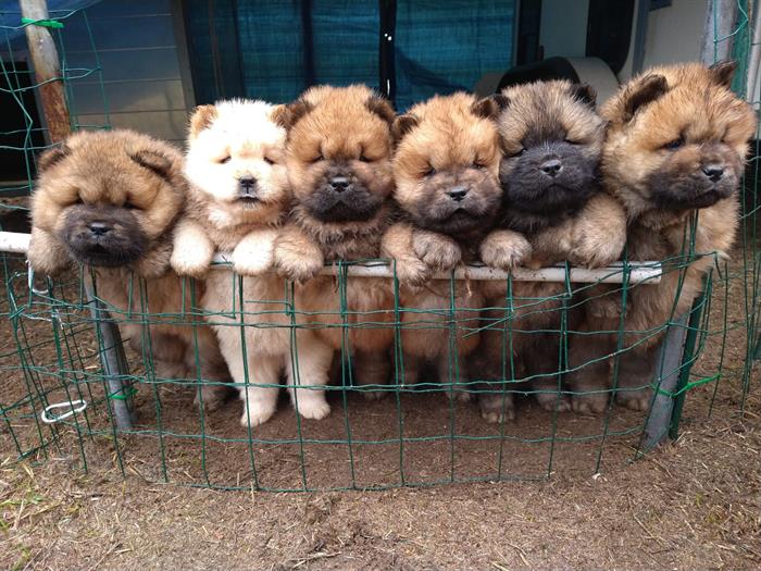 CUCCIOLI DI CHOW CHOS