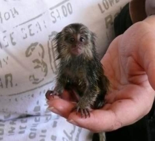 Affascinante scimmia Marmoset per l'adozione          