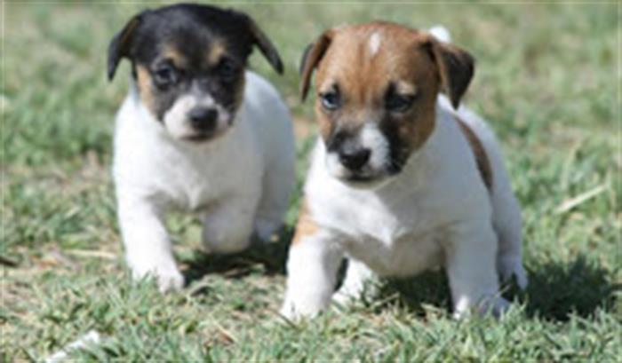 CUCCIOLI DI JACK RUSSELL