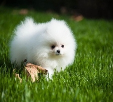 Vendo cuccioli di Pomerania