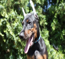 Cuccioli di dobermann con orecchie tagliate 