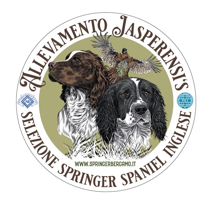 SPRINGER SPANIEL