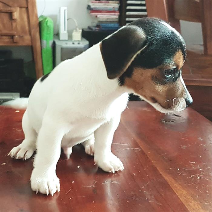 JACK RUSSEL TERRIER