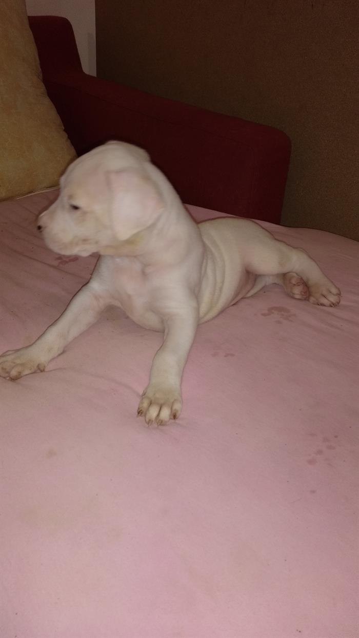 CUCCIOLO DOGO ARGENTINO