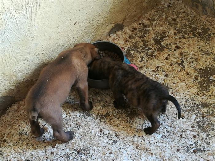 CUCCIOLI CANE CORSO