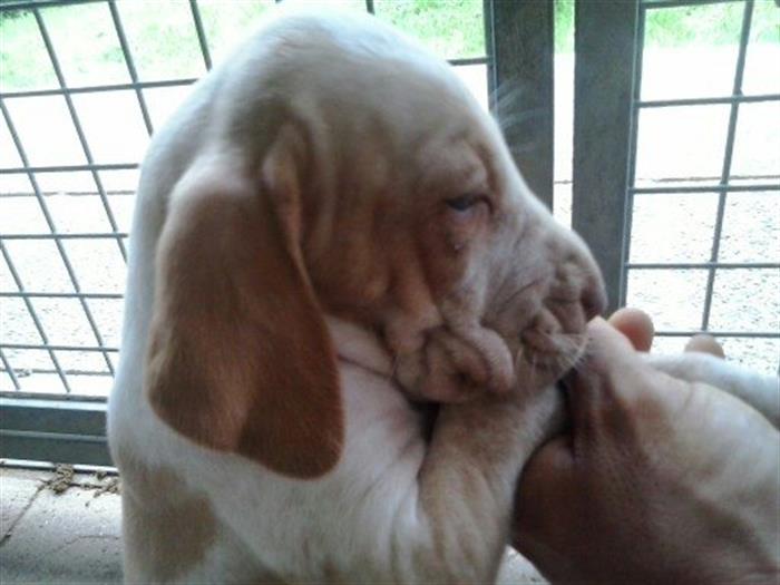 CUCCIOLI BRACCO ITALIANO