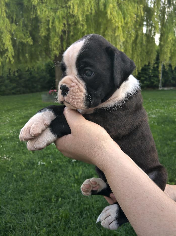 BOXER CUCCIOLI