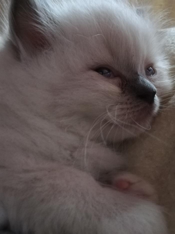 RAGDOLL CUCCIOLI