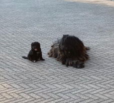 Pastore Bergamasco