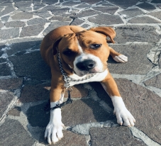 Amstaff maschio per monta 