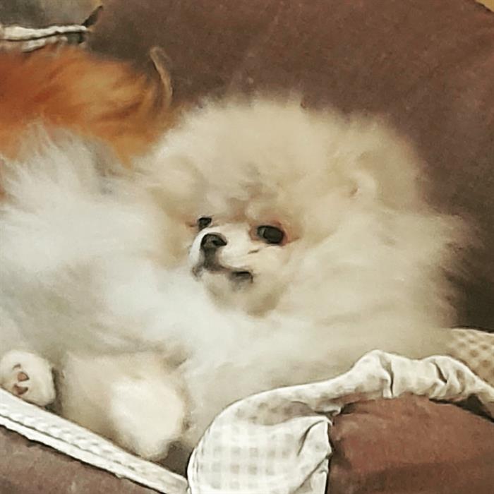 CUCCIOLE FEMMINA VOLPINO DI POMERANIA