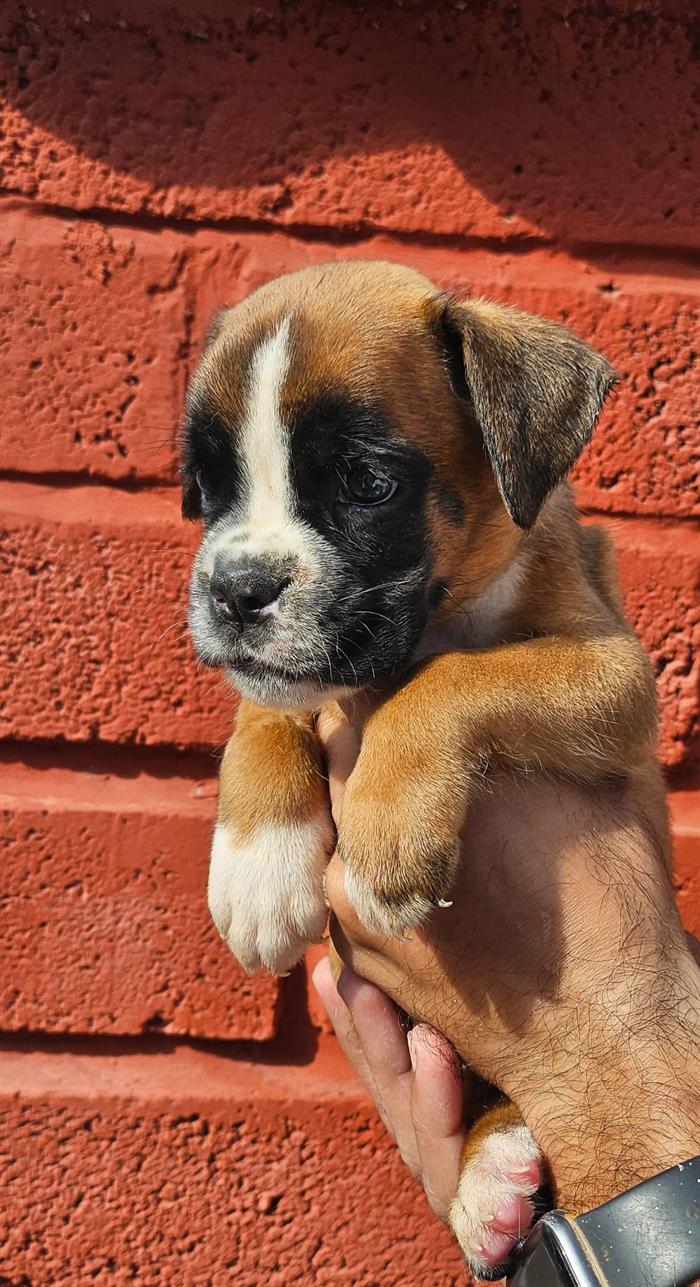 CUCCIOLI BOXER M/F