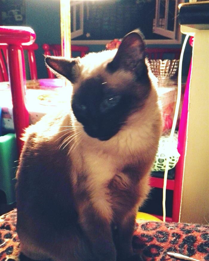 GATTINA SIAMESE THAI