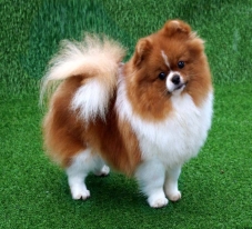  cucciolo di spitz di pomerania minitoy 