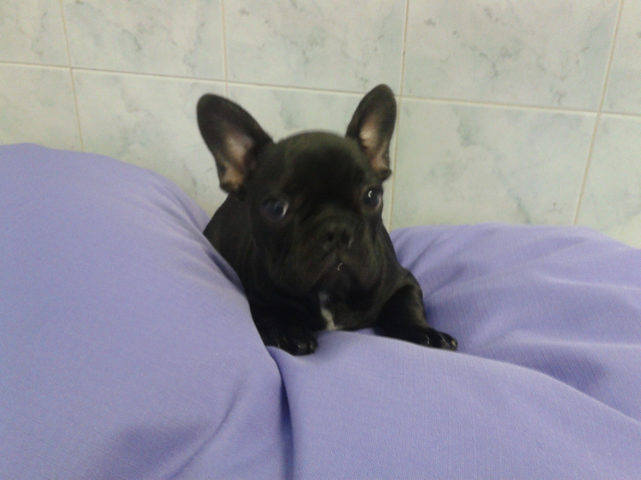 BOULEDOGUE FRANCESE CUCCIOLO