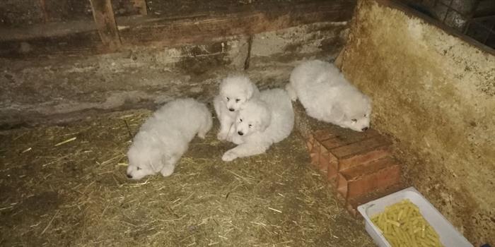 CUCCIOLI PASTORE MAREMMANO