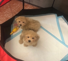 Maltipoo Toy cuccioli 