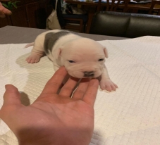 Cuccioli di Amstaff 