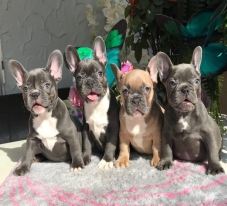 bouledogue francese 