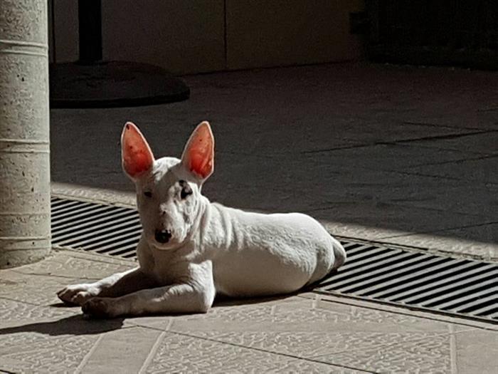 CUCCIOLO DI BULL TERRIER