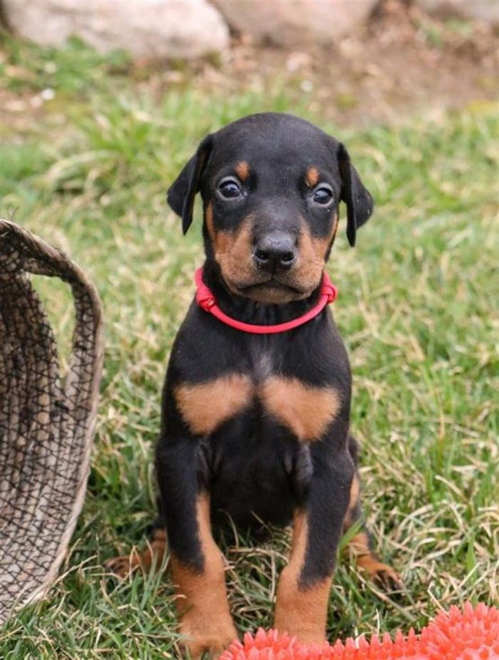 DOBERMANN CUCCIOLI