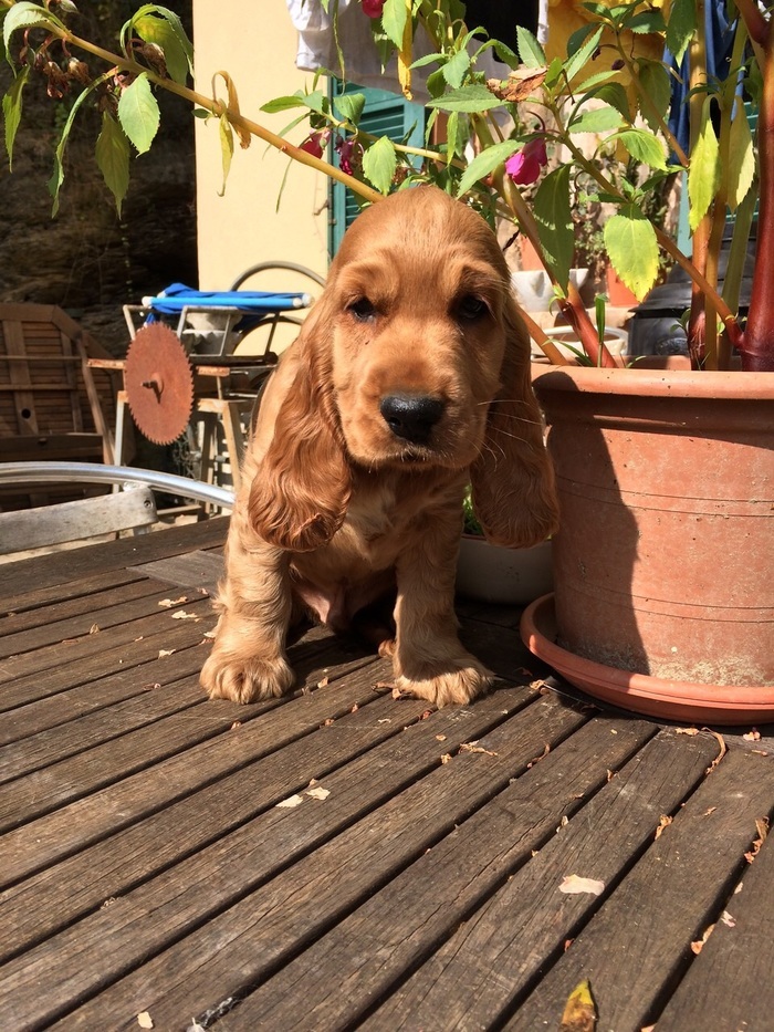 CUCCIOLI COCKER SPANIEL